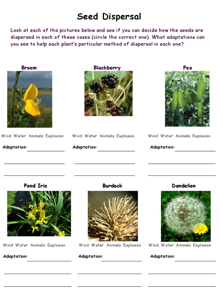 Seed Dispersal Activity | PDF