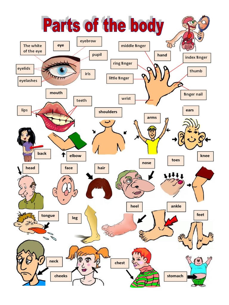 Body Parts and Anatomy List | PDF