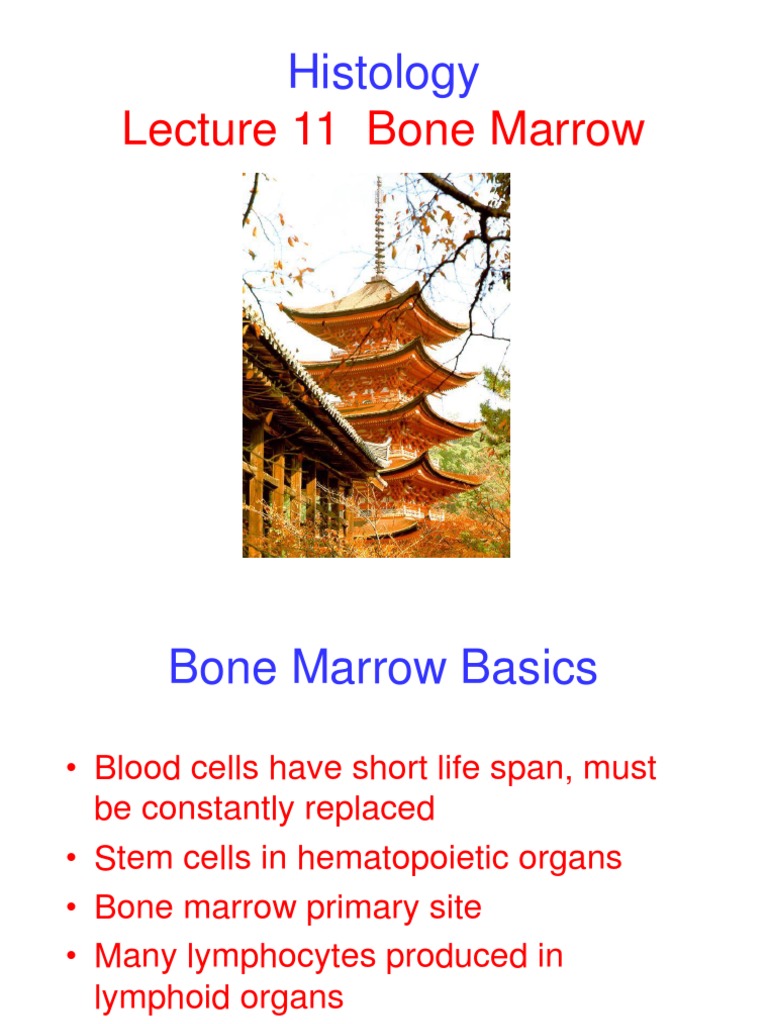 Lecture 11 Bone Marrow | PDF | Bone Marrow | Lymphatic System