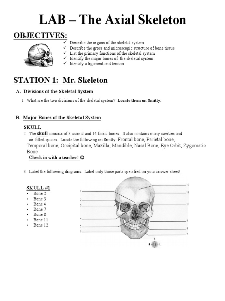 Axial Bones | PDF | Skull | Vertebral Column