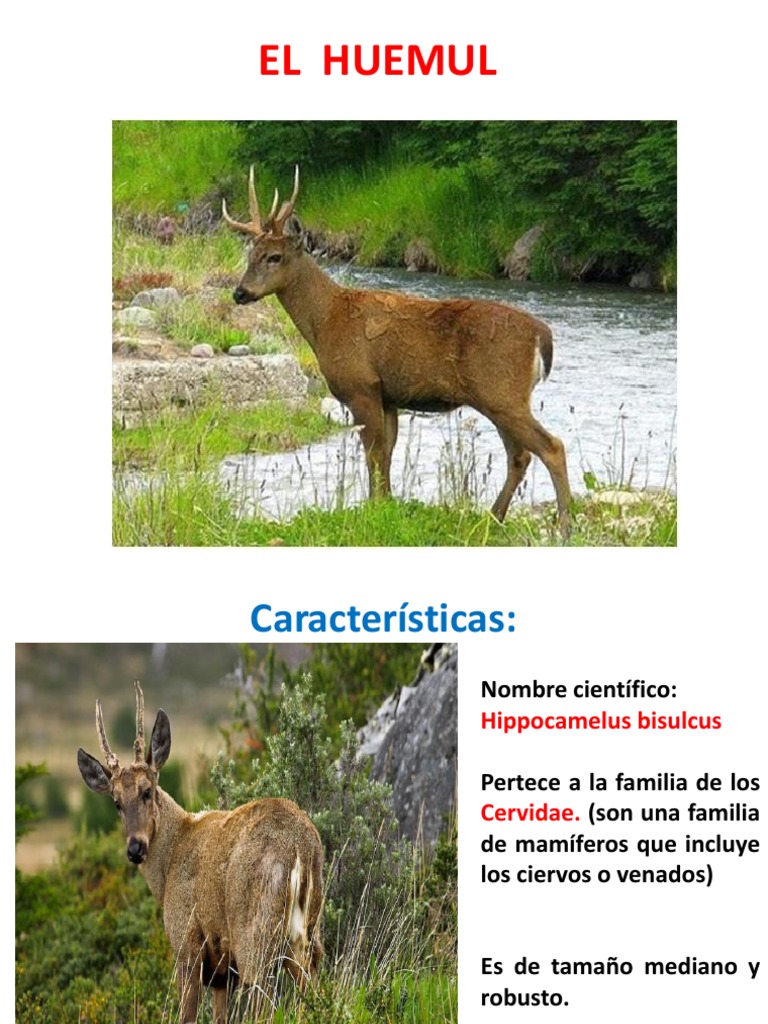 El Huemul | PDF