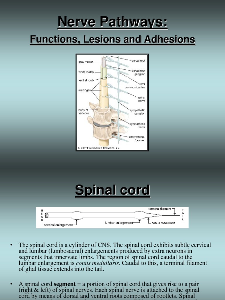 Nerve Pathways - Functions, Lesions and Adhesions | PDF | Spinal Cord ...