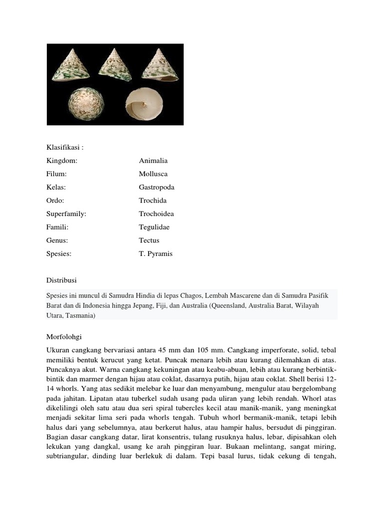 Klasifikasi Tectus Pyramis | PDF