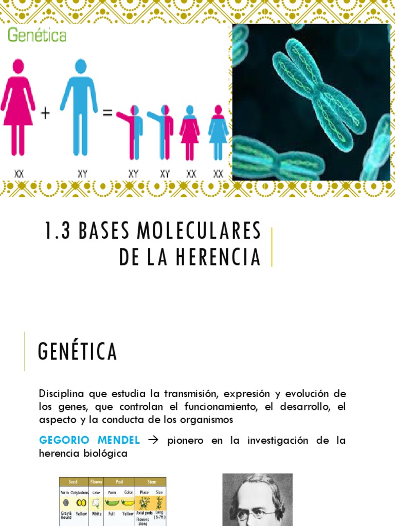 Bases Moleculares de La Herencia | PDF | Dominancia (Genética) | Fenotipo