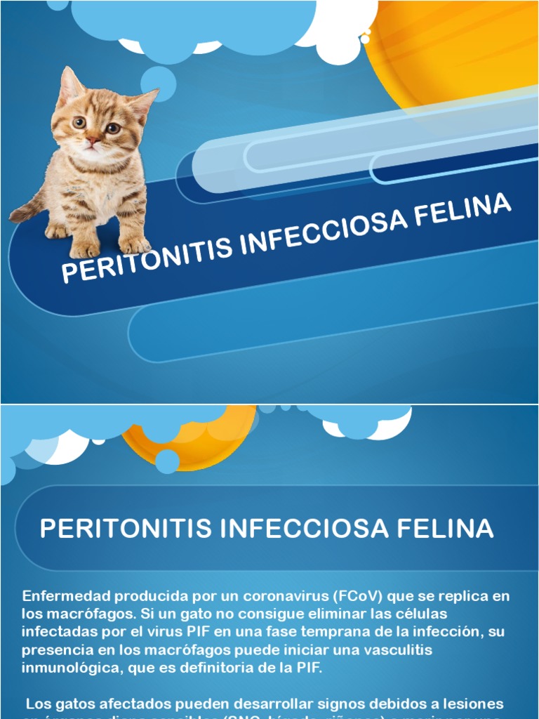 Peritonitis Infecciosa Felina | PDF | Gatos | Rtt