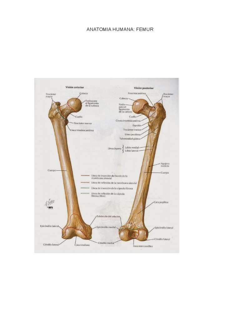 ANATOMIA HUMANA: FEMUR | Sistema musculoesquelético | Articulaciones