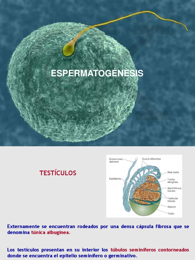 Espermatogénesis | Hormona luteinizante | Ciclo menstrual