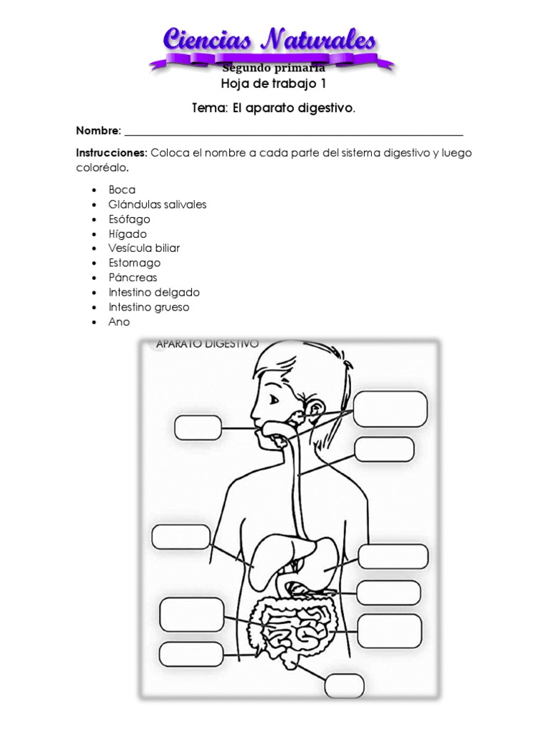 Hoja De Trabajo Sobre El Sistema Digestivo: Respuestas Cuida El