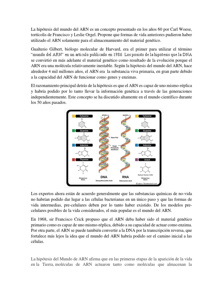 La Hipótesis Del Mundo Del ARN Es Un Concepto Presentado en Los Años 60 ...
