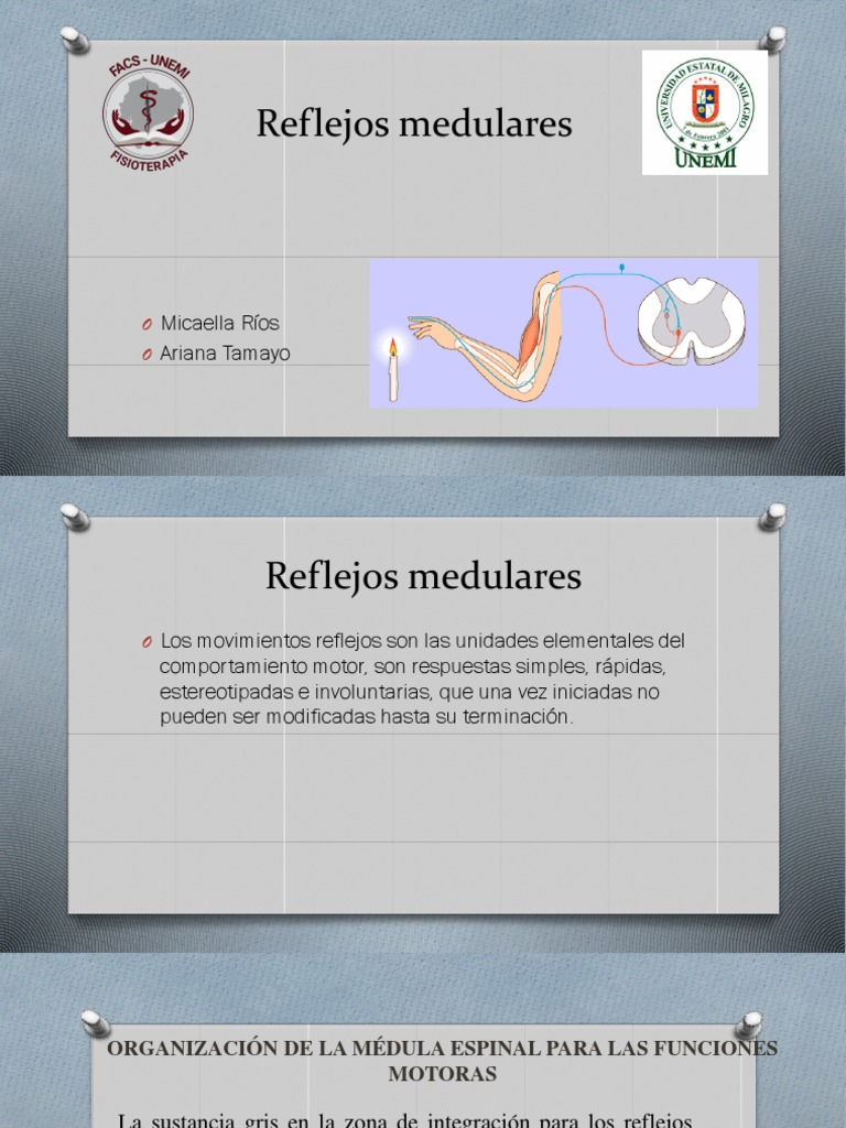 Reflejos Medulares | PDF | Neurona motora | Materia gris