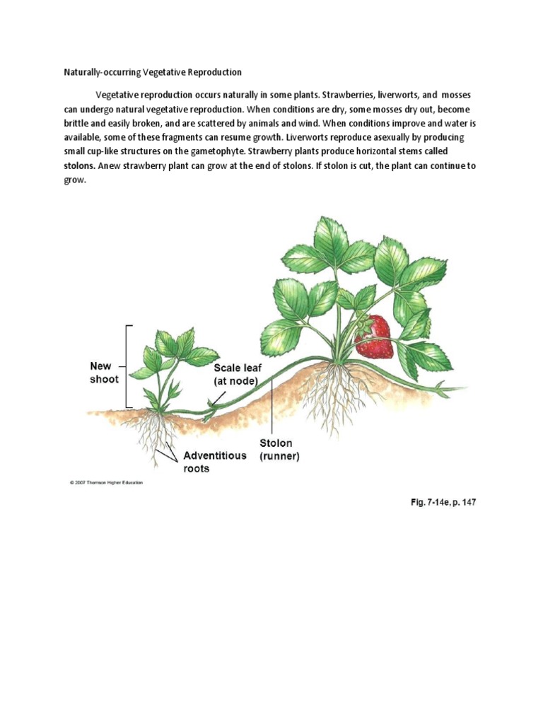 Naturally-Occurring Vegetative Reproduction | PDF