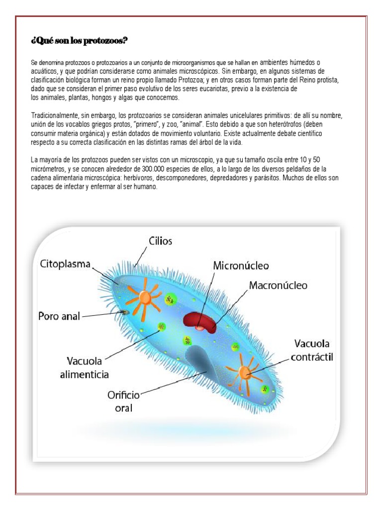 Qué Son Los Protozoos | PDF | Protozoos | Microbiología