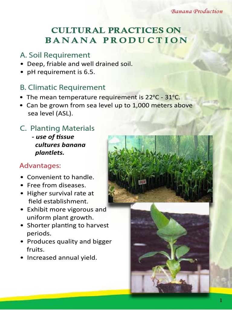 Cultural Practices On Banana Production: A. Soil Requirement | PDF ...