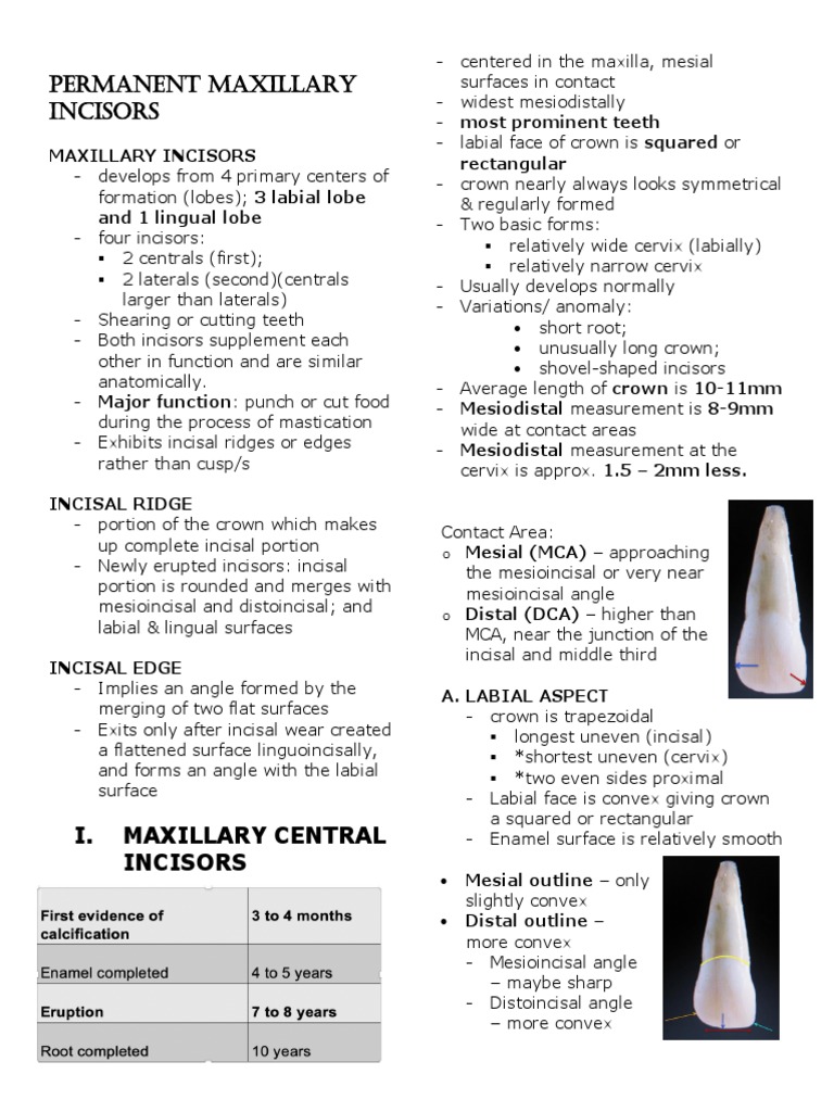 Maxillary and Mandibular Anteriors | PDF | Dentistry Branches | Dental ...