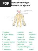 Pyramidal vs Extrapyramidal Tracts | PDF | Neuroscience | Neuroanatomy