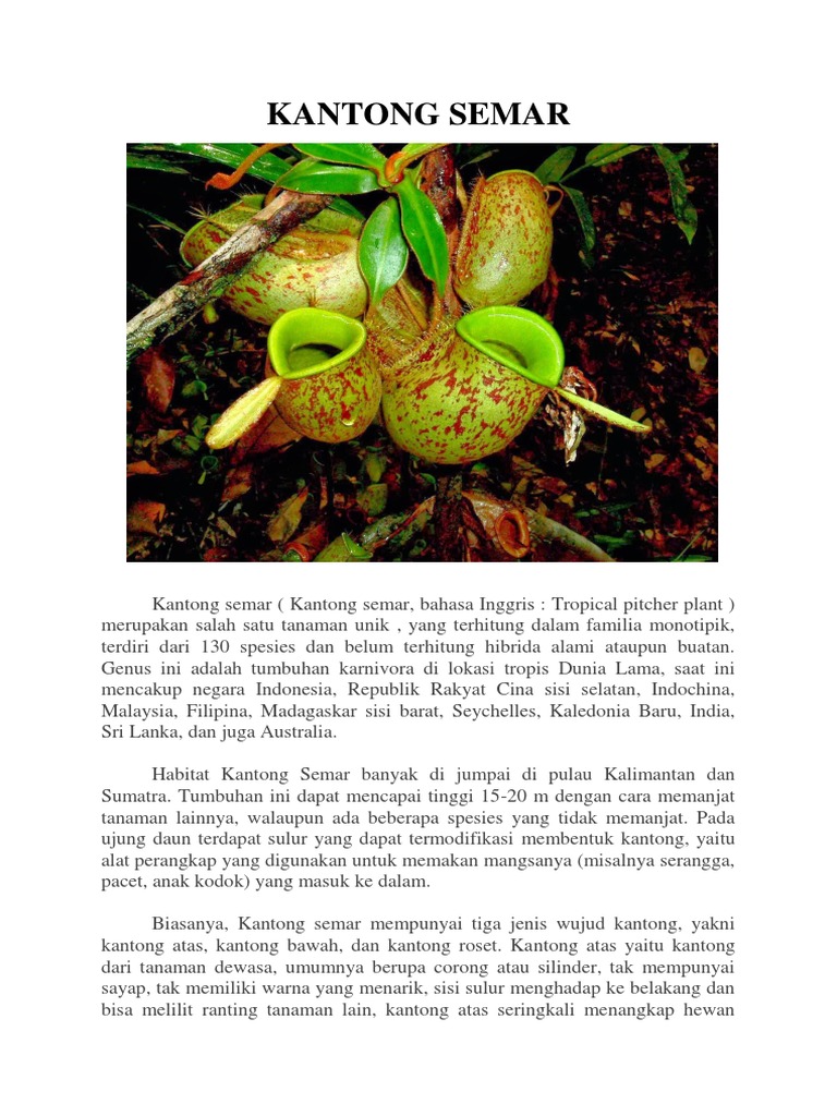 Manfaat dan Karakteristik Kantong Semar | PDF