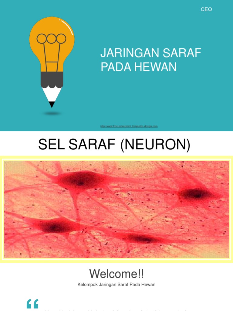Jaringan Saraf Pada Hewan | PDF