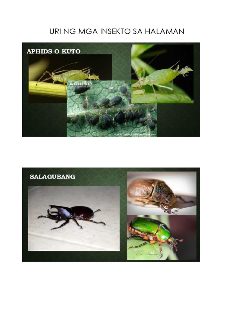 Uri NG Mga Insekto Sa Halaman | PDF