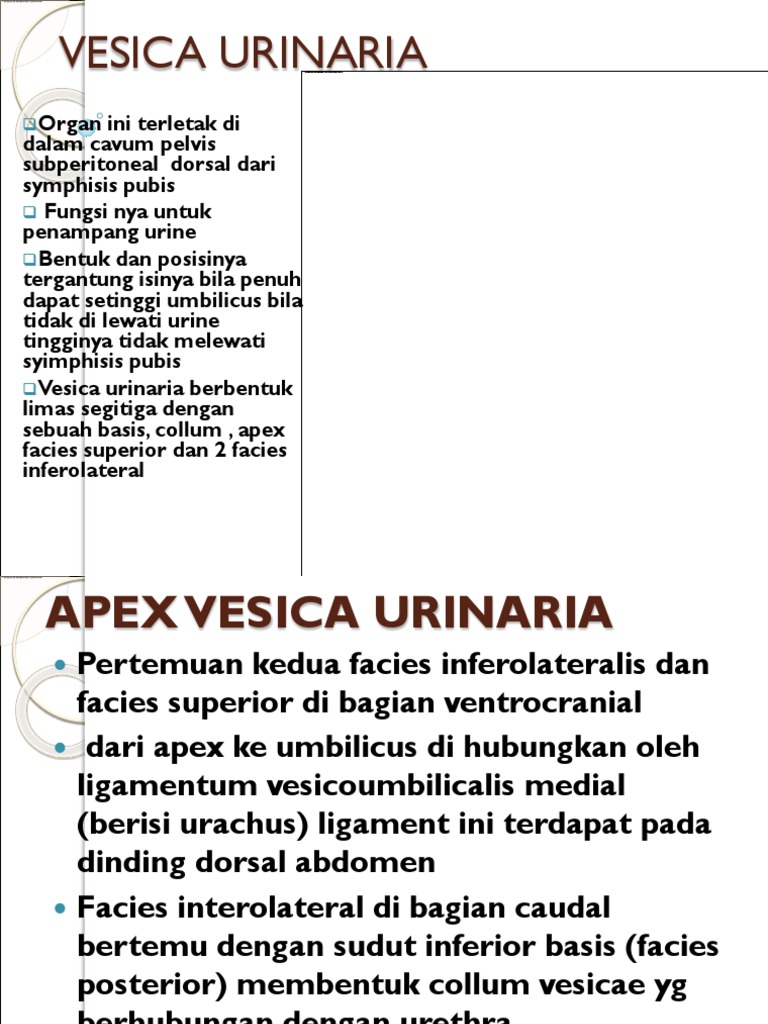 Vesica Urinaria | PDF