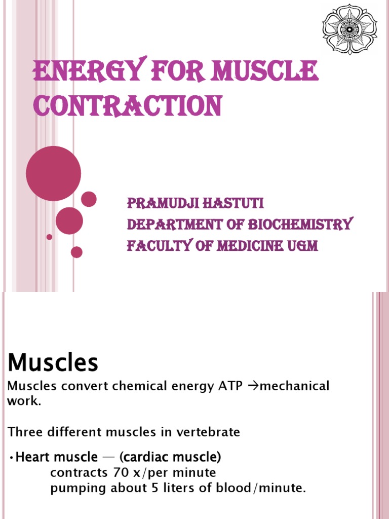 Energy For Muscle Contraction | PDF | Cellular Respiration | Adenosine ...