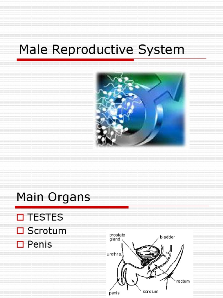 Male Repro System | PDF | Prostate | Semen