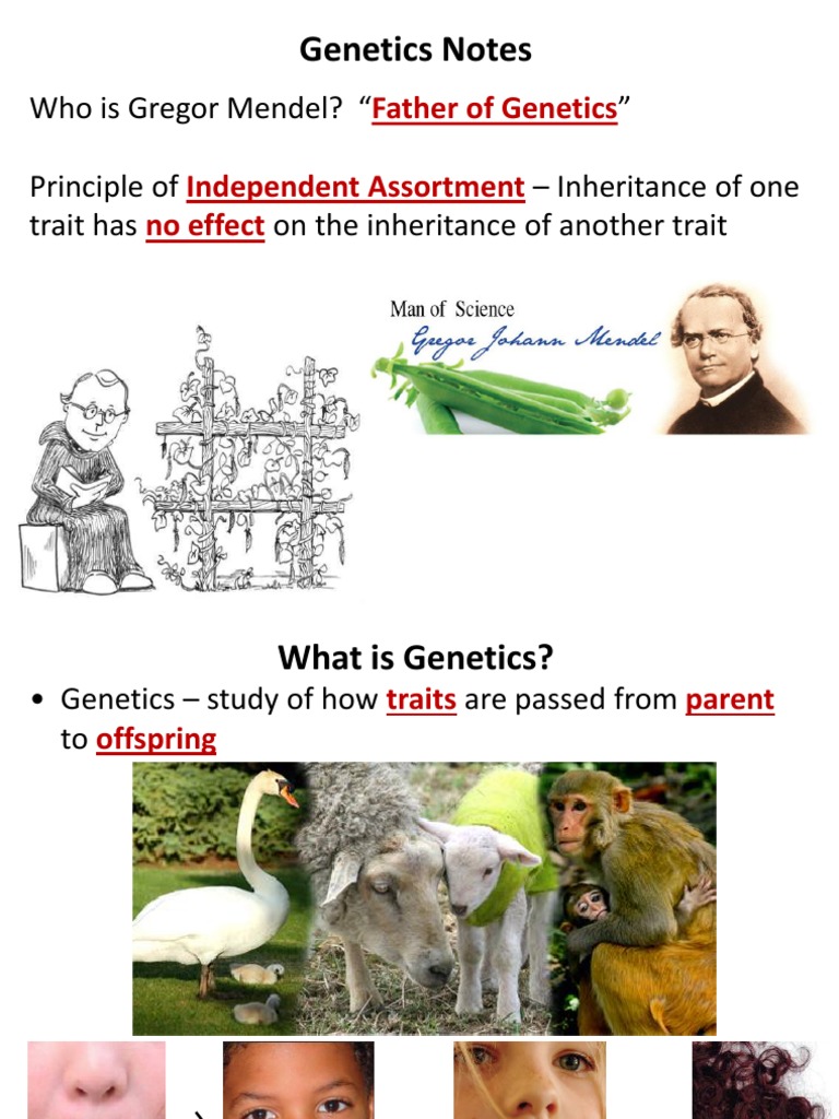 Genetics Basics for Students | PDF | Dominance (Genetics) | Genotype