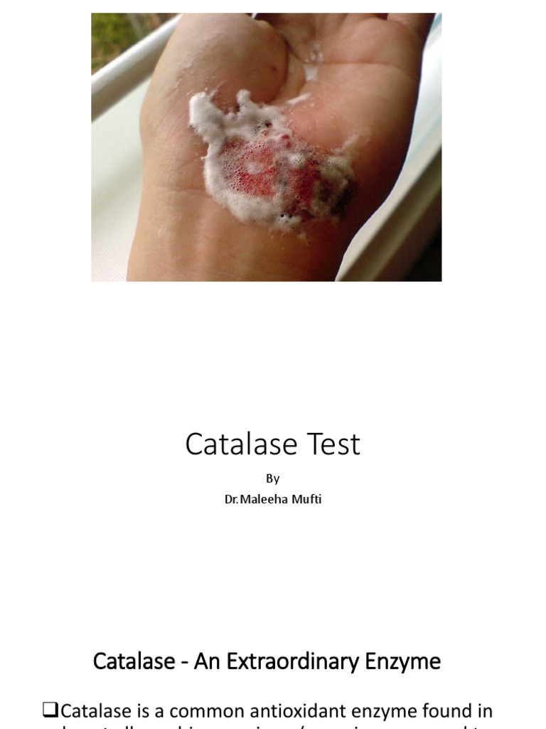 Catalase Test | PDF | Catalase | Hydrogen Peroxide