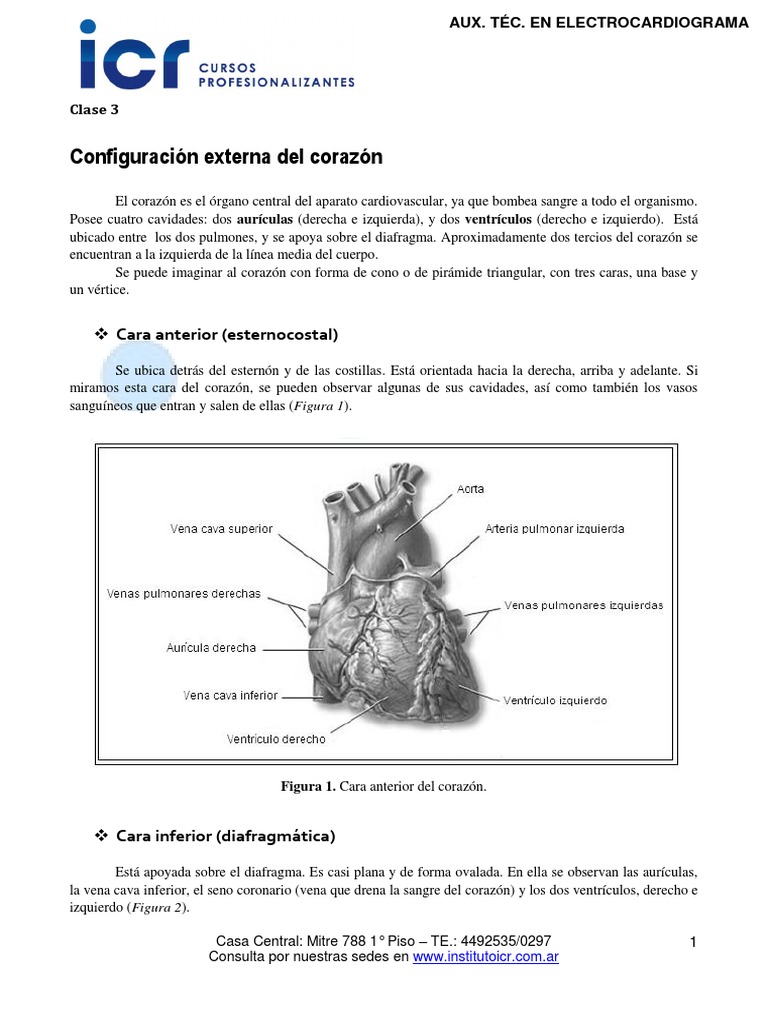 Configuracion Externa Corazon | PDF | Ventrículo (corazón) | Corazón