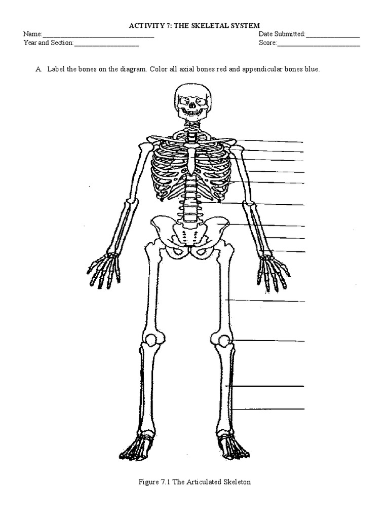 Anatomy in Action: A Comprehensive Guide to the Skeletal System | PDF ...