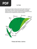 Tipos de Hojas Según Su Forma | PDF | Hoja | Morfología Vegetal