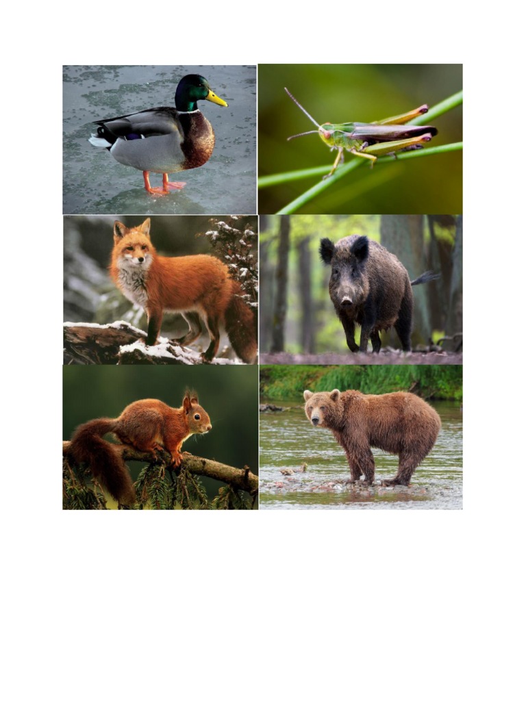 Slike Zivotinja | PDF