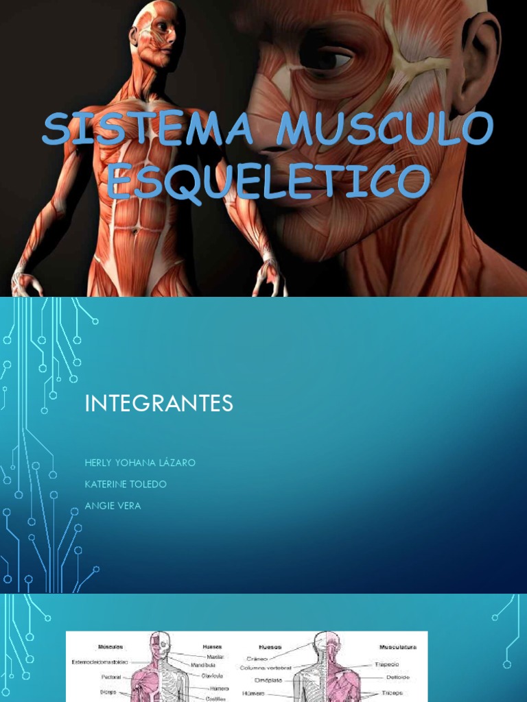 Sistema Musculo Esqueletico Pdf Sistema Musculoesquelético Humano