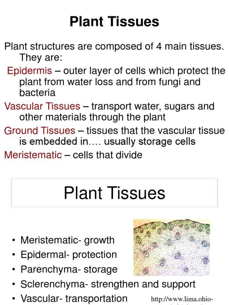 Plant Tissues: Epidermis | Tissue (Biology) | Root
