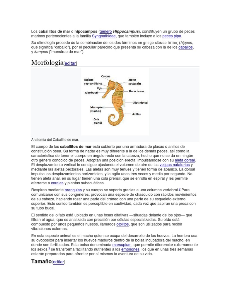 Caballito de Mar | PDF | Organismos | Naturaleza