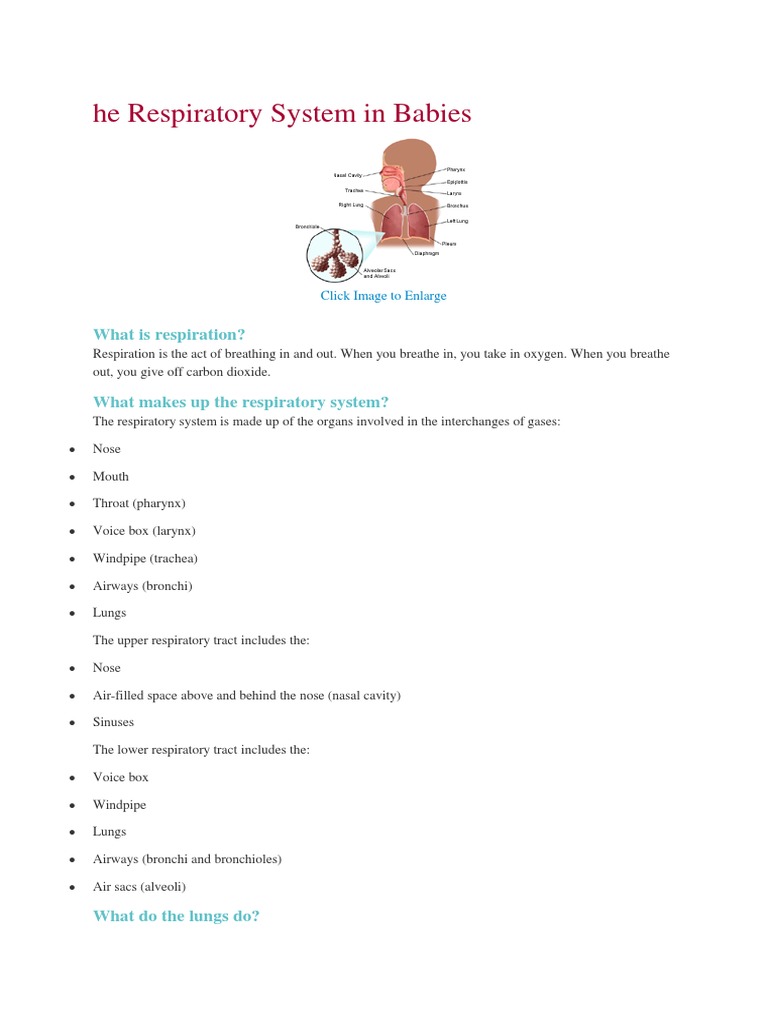He Respiratory System in Babies | PDF | Respiratory Tract | Lung