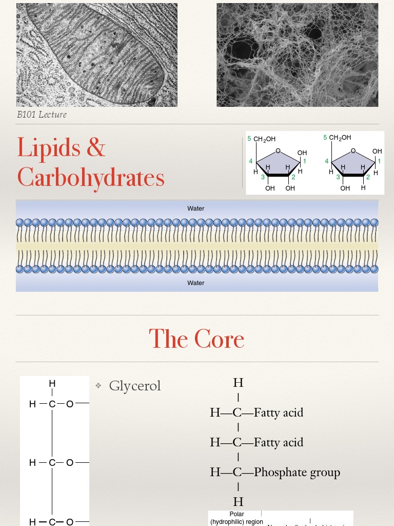 B101 Lipids Carbohydrates | PDF | Cell Membrane | Lipid