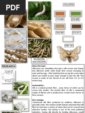Silkworm Cocoon Colour