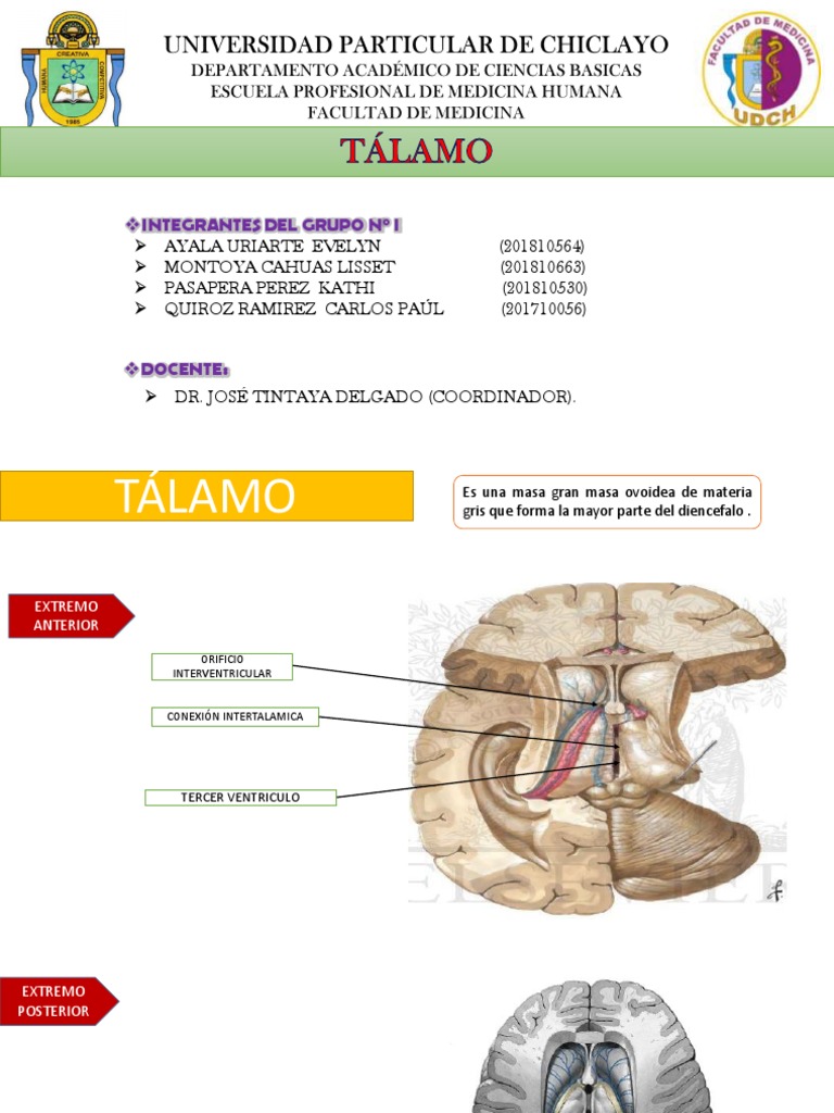 Anatomía y Funciones del Tálamo | PDF | Tálamo | Cerebro