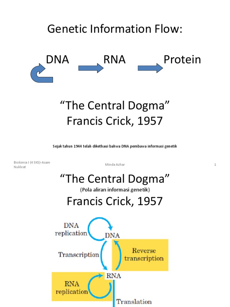 Genetic Information Flow: Dna Rna Protein | PDF | Ribosomal Rna ...