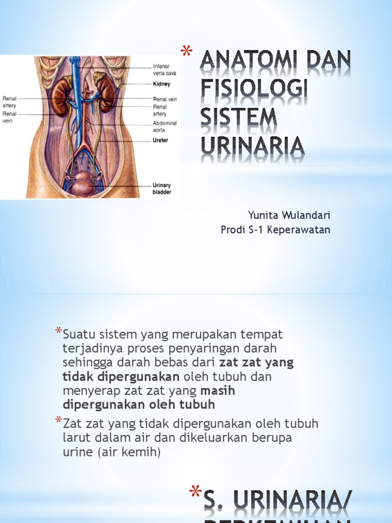 Anatomi Dan Fisiologi Sistem Urinaria | PDF