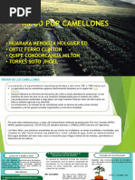 LITOSOLES | PDF | Suelo | Roca (geología)