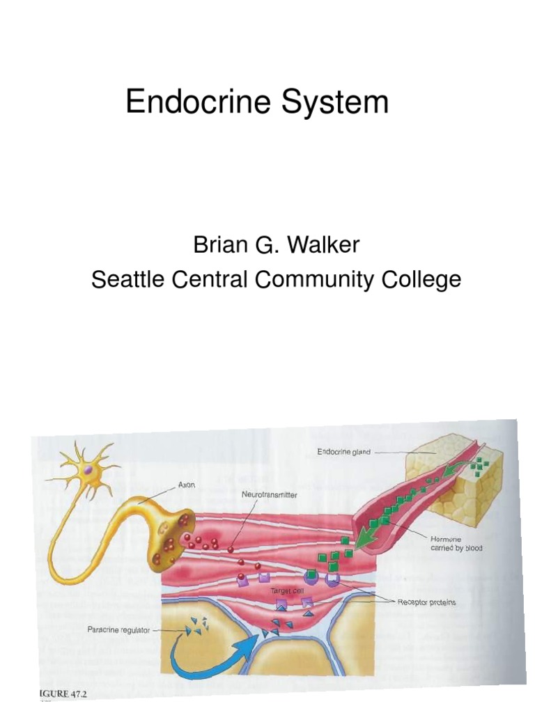 Endocrine System: Brian G. Walker Seattle Central Community College ...