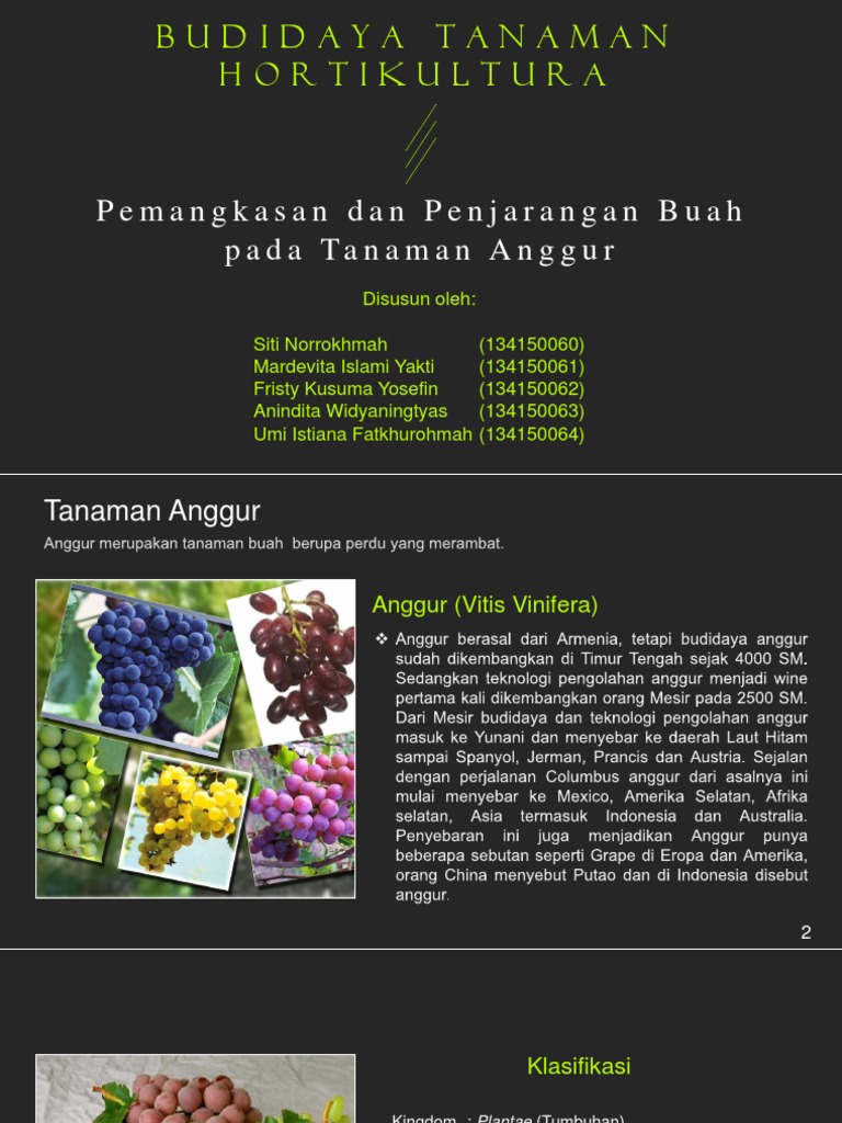 Deskripsi Dan Budidaya Lengkap Tanaman Anggur | PDF