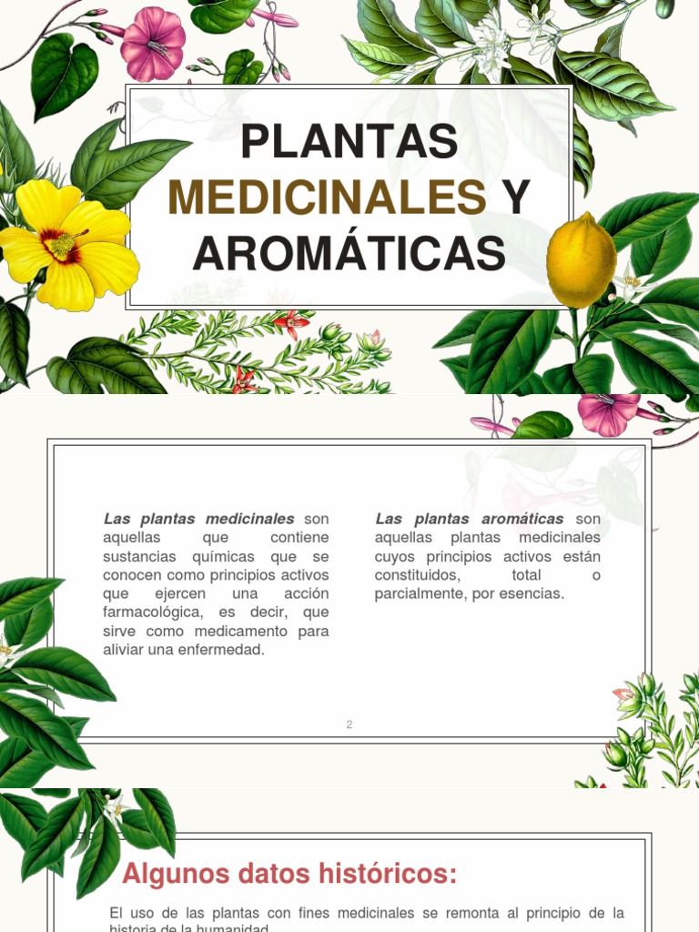 Exposición - Plantas Medicinales y Aromáticas 2 | PDF | Plantas medicinales | Cúrcuma
