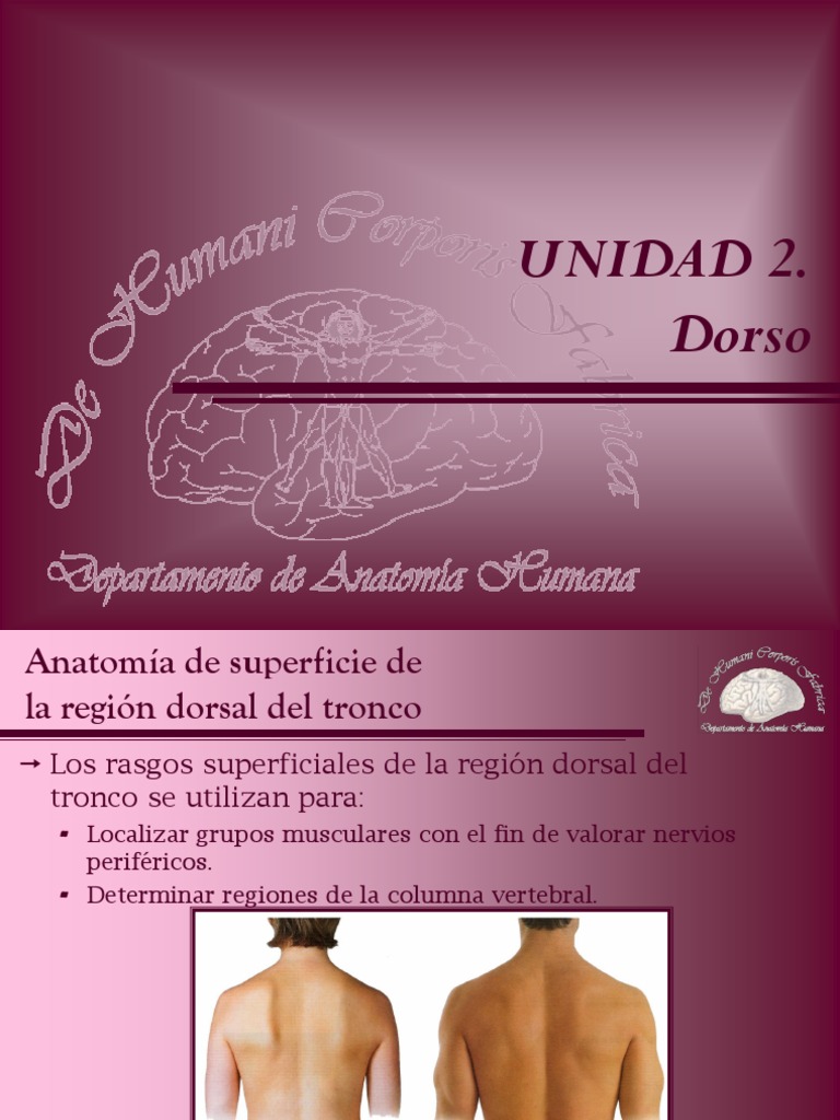 10 Dorso. Anatomía de Superficie | PDF | La columna vertebral | Médula ...