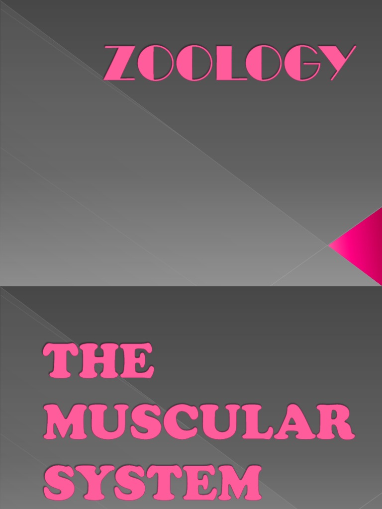 The Muscular System in Zoology | PDF | Human Leg | Pelvis