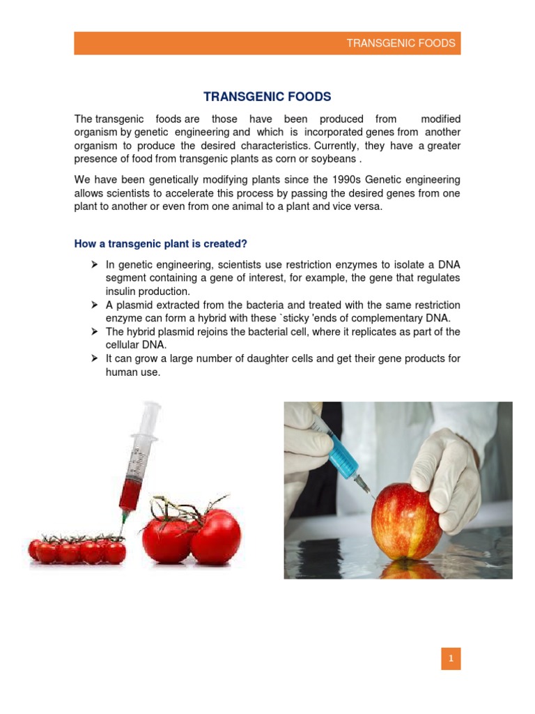Transgenic Foods: How A Transgenic Plant Is Created? | PDF ...