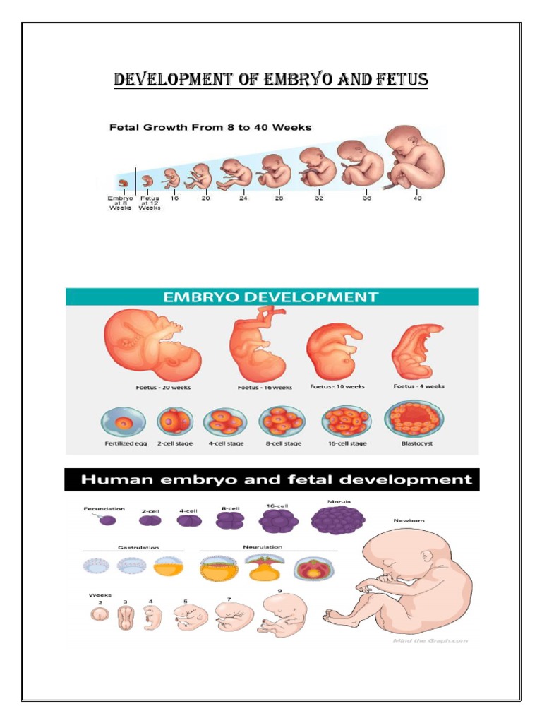 Development of Embryo and Fetus | PDF