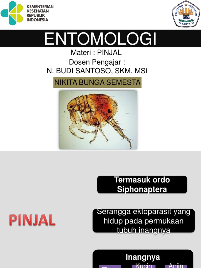 Pinjal: Morfologi, Siklus, dan Habitat | PDF