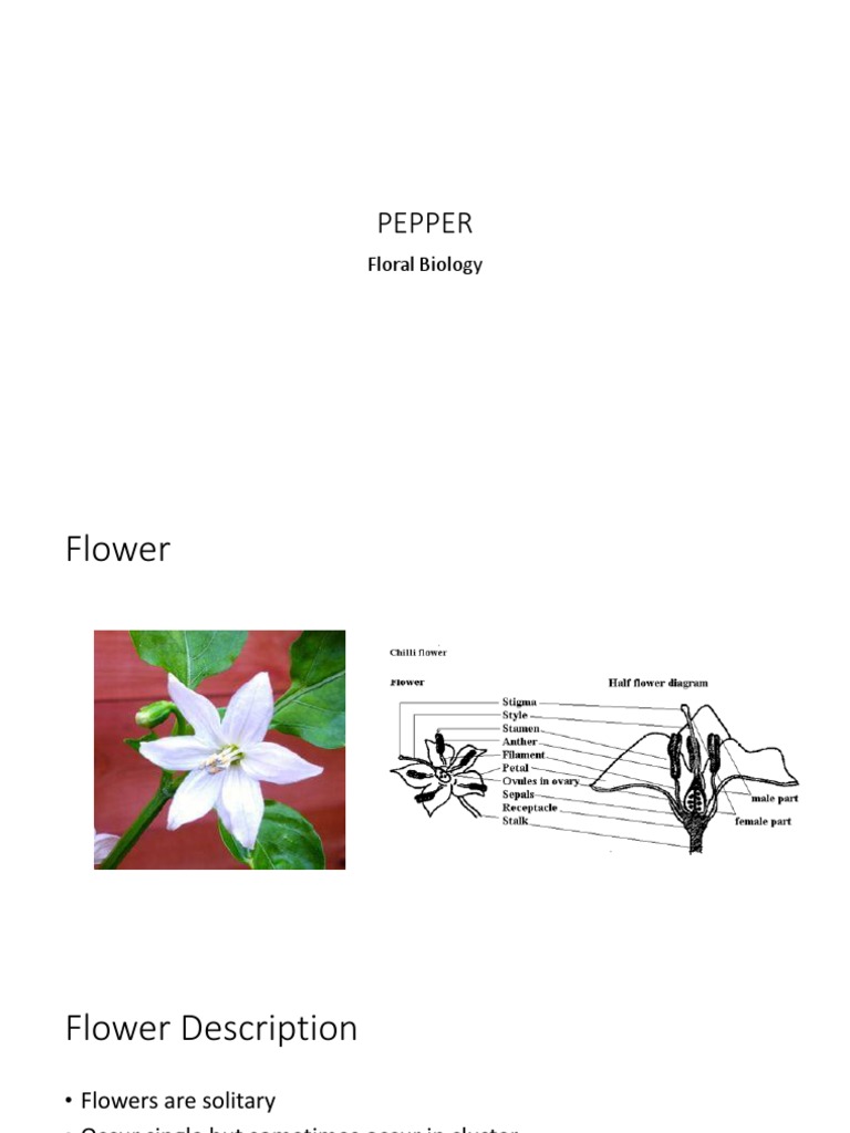 Pepper: Floral Biology | PDF